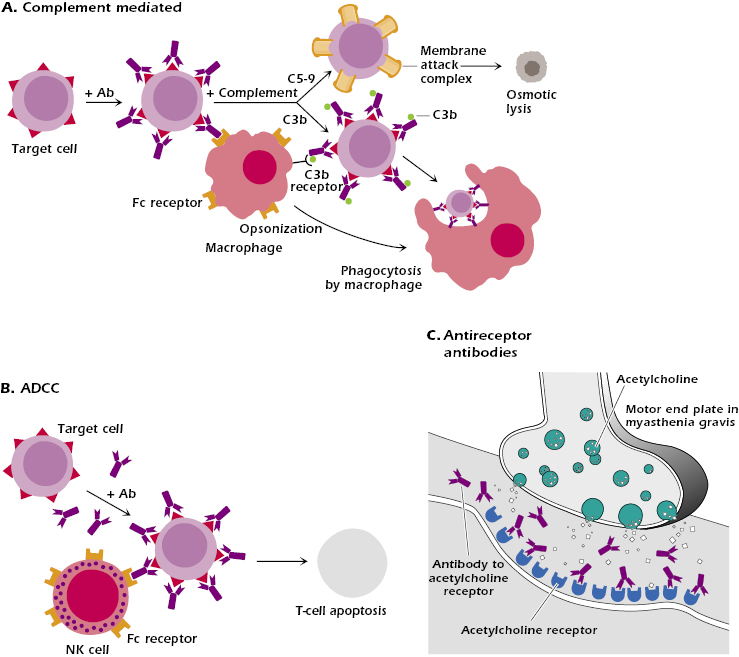 Hypersensitivity Types II And III Oncohema Key Hypersensitivity Types II And III Oncohema Key