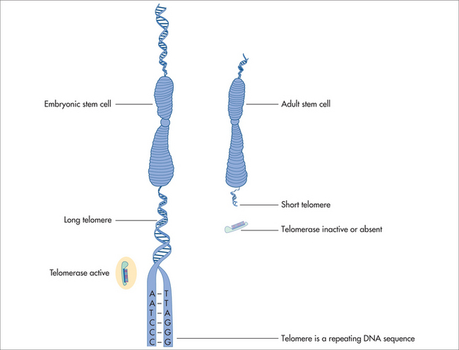 Ageing | Oncohema Key