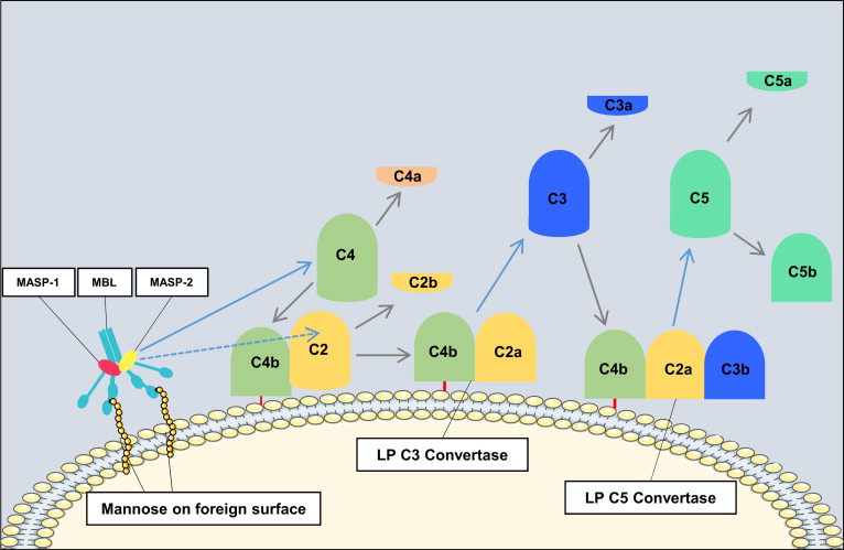 Complement Oncohema Key