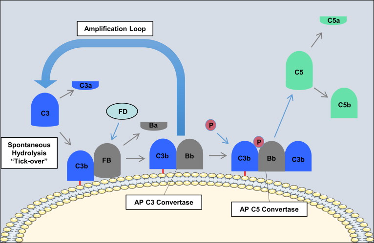Complement Oncohema Key